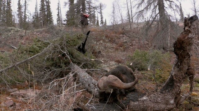 Alone S7 Ep6 - The Musk Ox | SBS TV & Radio Guide